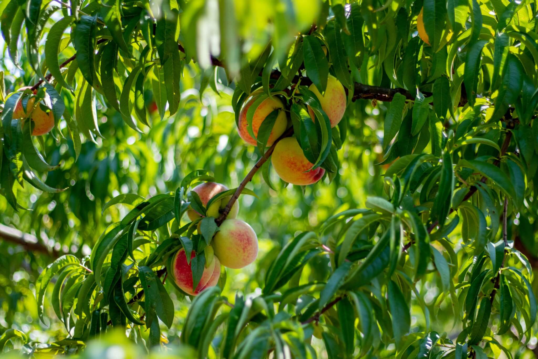 How to Pick the Perfect South Carolina Peach | Olde English District