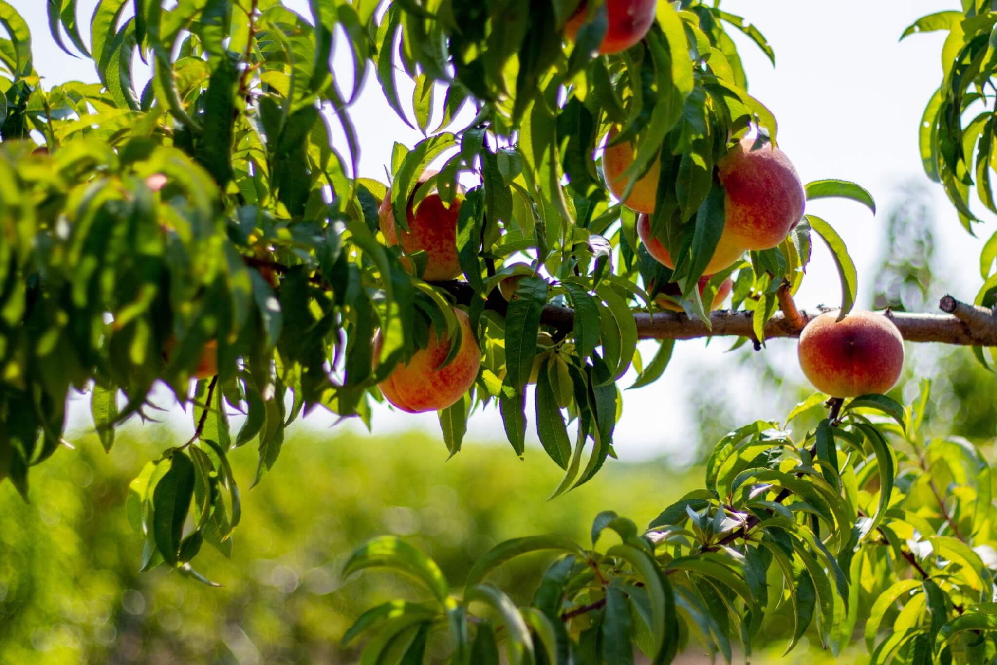 How to Pick the Perfect South Carolina Peach | Olde English District