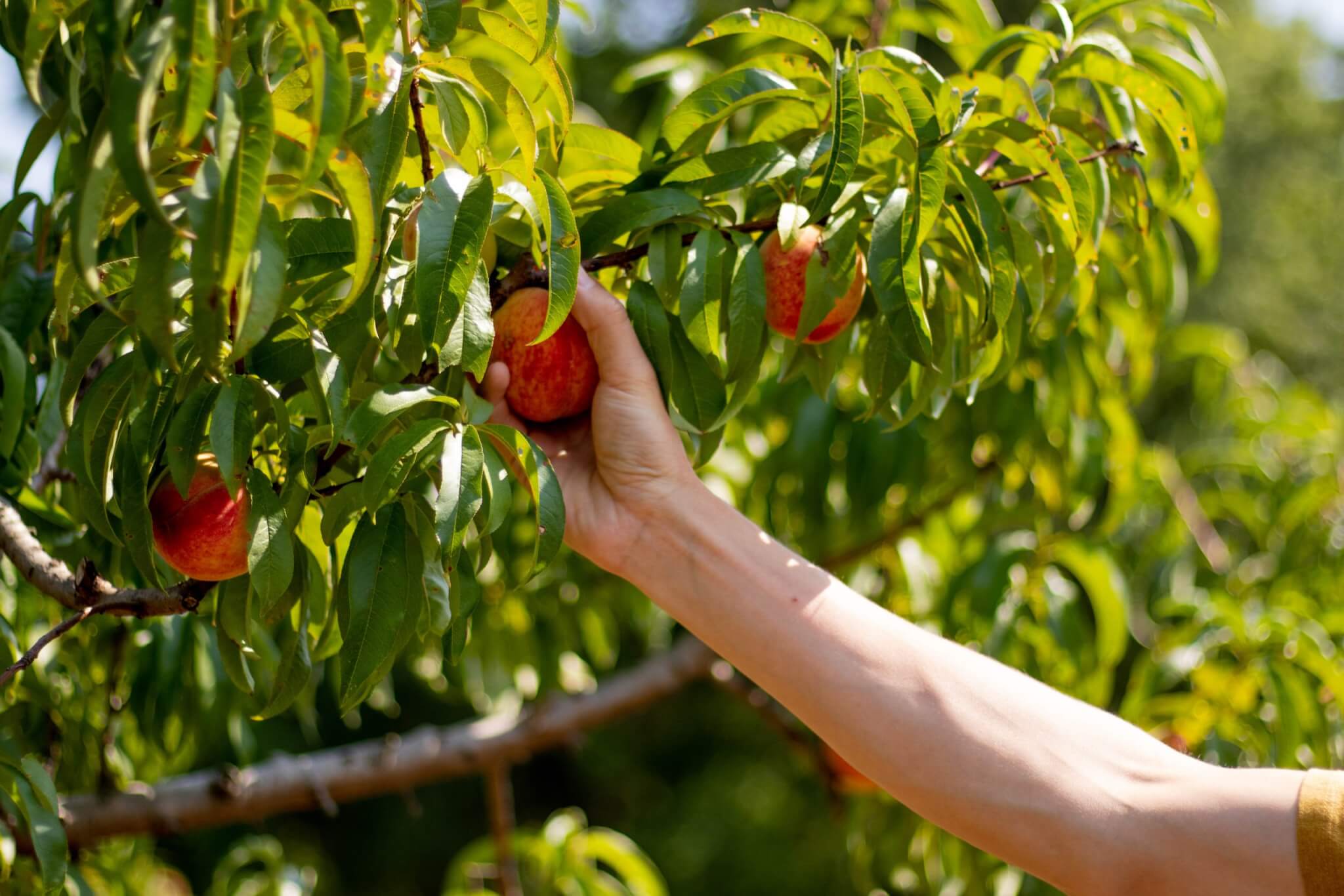 How to Pick the Perfect South Carolina Peach | Olde English District
