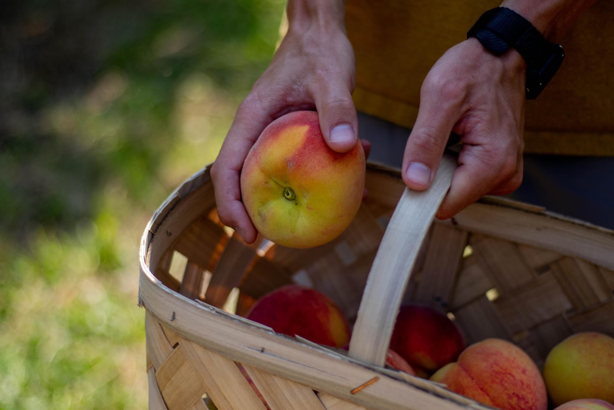 How to Pick the Perfect South Carolina Peach | Olde English District