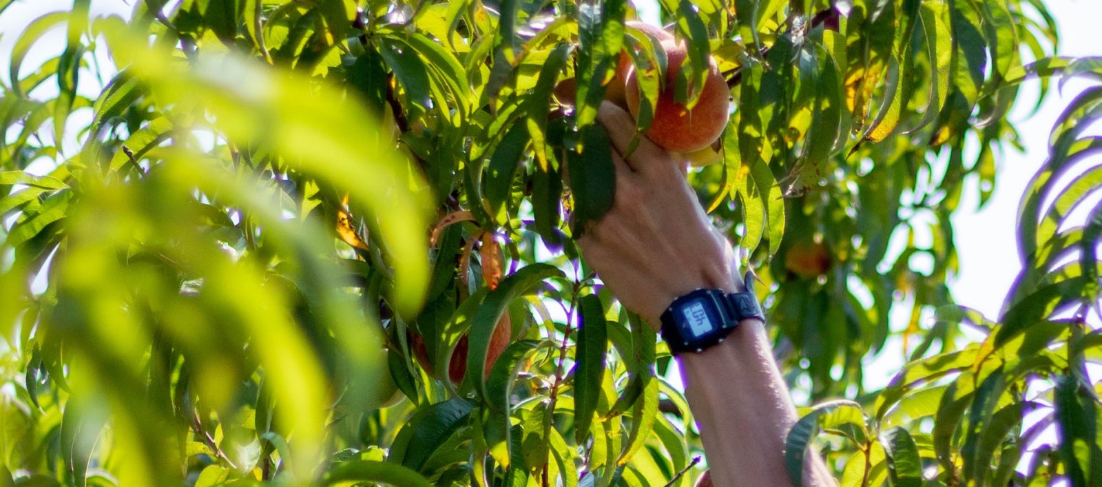Family Fun on a U-Pick Farm